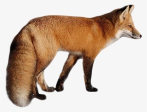 Download Fox Transparent Background | Transparent PNG Download | SeekPNG