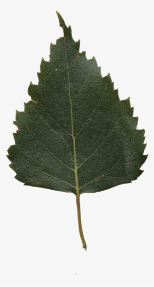2d Leaves - Birch Tree Leaf Png PNG Image | Transparent PNG Free ...