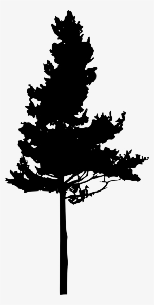 Pine Tree Png - Pine Tree Png Black PNG Image | Transparent PNG Free ...