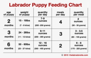 Labrador Puppy Growth Chart Food Anta Expocoaching - Ray Charles The ...