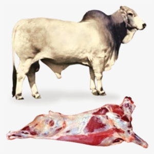 Toro Cebu Png - Castration PNG Image | Transparent PNG Free Download on ...