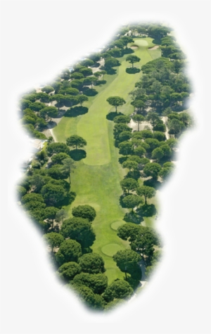 Aerial Tree Png PNG Images | PNG Cliparts Free Download on SeekPNG