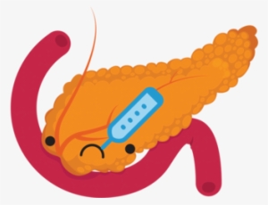 Pancreas Clipart