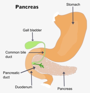 Pancreas - Pancreas Clip Art PNG Image | Transparent PNG Free Download ...