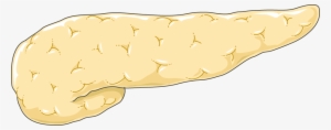 Download The Image - Pancreas PNG Image | Transparent PNG Free Download ...
