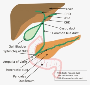 Biliary System PNG Image | Transparent PNG Free Download on SeekPNG
