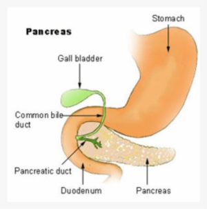 Pancreas [8] - Pancreas Gland PNG Image | Transparent PNG Free Download ...