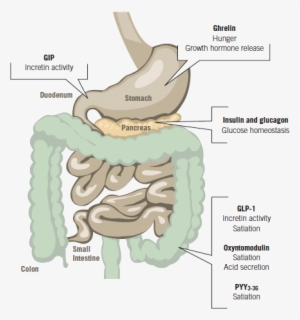 In The Pancreas, Proglucagon Is Cleaved To Glucagon, - Gut Hormones PNG ...