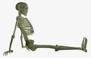 Bones, Part - Human Skeleton Anterior And Posterior View PNG Image ...