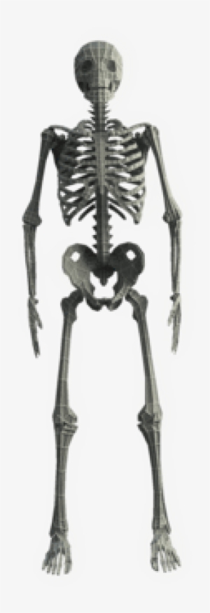 Base Mesh Skeleton - 3d Skeleton Transparent PNG Image | Transparent ...