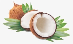 Green Coconut Png - Green Coconut Coconut Png PNG Image | Transparent ...