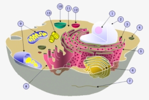Animal-cell - Cell Organelles PNG Image | Transparent PNG Free Download ...