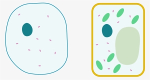 Simple Animal Cell Unlabeled PNG Image | Transparent PNG Free Download ...