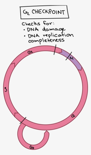 Cell Biology Black And White Stock Huge Freebie Download - Cell Culture ...