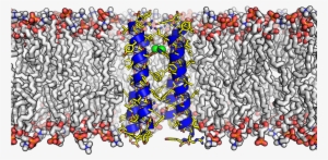 Creation Of 'rocker' Protein Opens Way For New Smart - Medicine ...
