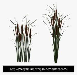 Reed Png - Reeds Png PNG Image | Transparent PNG Free Download on SeekPNG