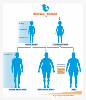 Regulation Of The 'metabolically Healthy Obese' Phenotype ...