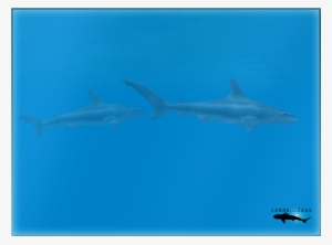 Smooth Hammerhead Shark - Squaliformes PNG Image | Transparent PNG Free ...