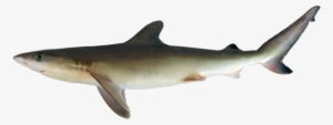 Tiger Shark PNG Image | Transparent PNG Free Download on SeekPNG