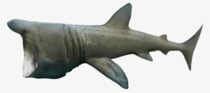 Basking Shark PNG Image | Transparent PNG Free Download on SeekPNG