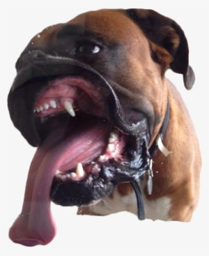 Boxer Cutout - Ugly Boxers Dogs PNG Image | Transparent PNG Free ...