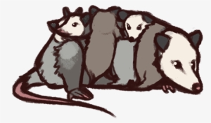 Opossums - - Possum PNG Image | Transparent PNG Free Download on SeekPNG