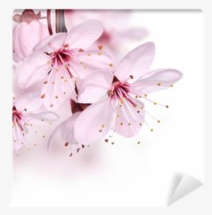 Cherry Blossom Border Design PNG Image | Transparent PNG Free Download ...