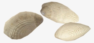 Clams - Baltic Clam PNG Image | Transparent PNG Free Download on SeekPNG