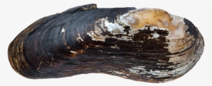 Spectaclecase - Freshwater Mussels Transparent PNG Image | Transparent ...