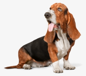 Image Is Not Available - Dog Walking Transparent Background PNG Image ...