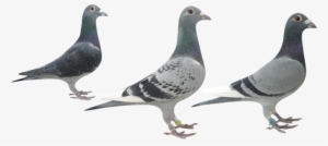 Exclusive Pigeons, Pigeon Auctions, Race Pigeon Auctions, - Transparent ...
