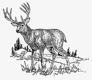Clip Art Royalty Free Animal Images Org - Camo Dave's Original Venison ...