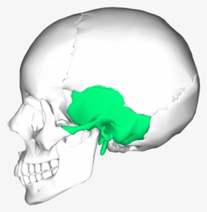 Temporal Bone PNG Image | Transparent PNG Free Download on SeekPNG