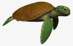 Animated Sea Turtle Moving