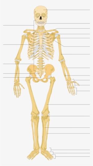 Open - Skeleton Of Human Being PNG Image | Transparent PNG Free ...