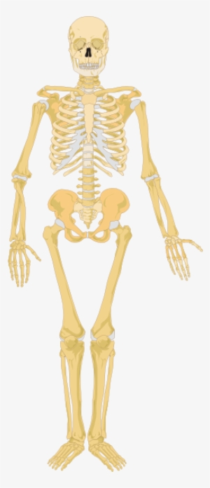 Skeletal System Not Labelled Png PNG Image | Transparent PNG Free ...