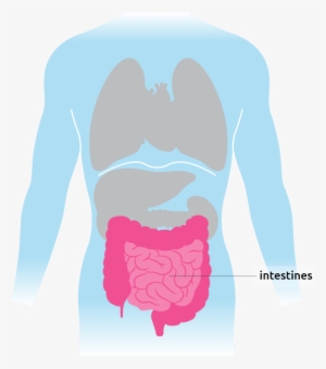 Intestines - Large Intestine PNG Image | Transparent PNG Free Download ...