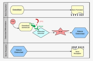 Disorders Of The Skeletal System And Bone Remodeling - Estrogen Bone ...