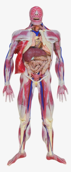 Skeletal And Muscular System - Synthetic Anatomy Human PNG Image ...