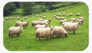 Farm Animal Medicine - Flock Of Sheep Png Transparent PNG Image ...