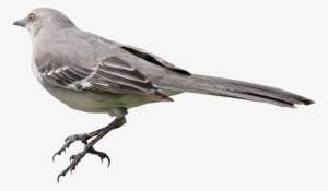 Download Sparrow Png Transparent Images Transparent - Mockingbird Png ...
