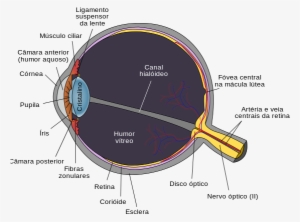 Schematic Diagram Of The Human Eye Horizontal Pt - Schematic Diagram Of ...