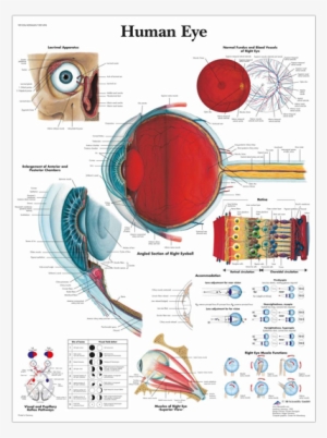 Anatomical Chart - Human Eye - El Ojo Humano PNG Image | Transparent ...