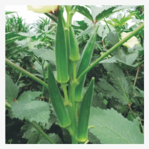 Bhindi Plant PNG Image | Transparent PNG Free Download on SeekPNG