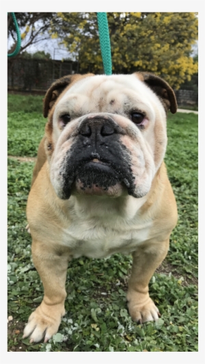 Friendly Boy - Dog PNG Image | Transparent PNG Free Download on SeekPNG