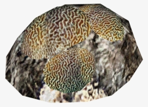 Brain Coral - Stony Coral PNG Image | Transparent PNG Free Download on ...