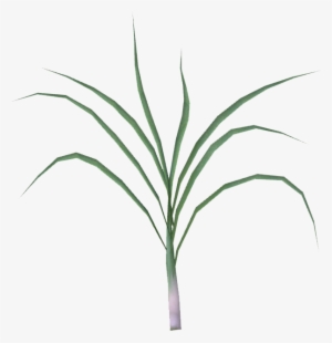 Leek - Grass PNG Image | Transparent PNG Free Download on SeekPNG