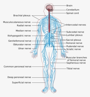 Nerves Of The Body PNG Image | Transparent PNG Free Download on SeekPNG