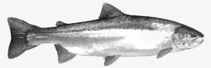 Steelhead Are Rainbow Trout Living In The Great Lakes - Steelhead Black ...