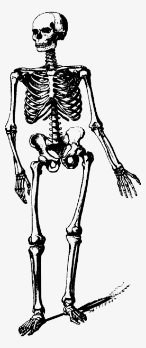 Human Skeleton Animation Art Bone - Skeleton Clip Art PNG Image ...